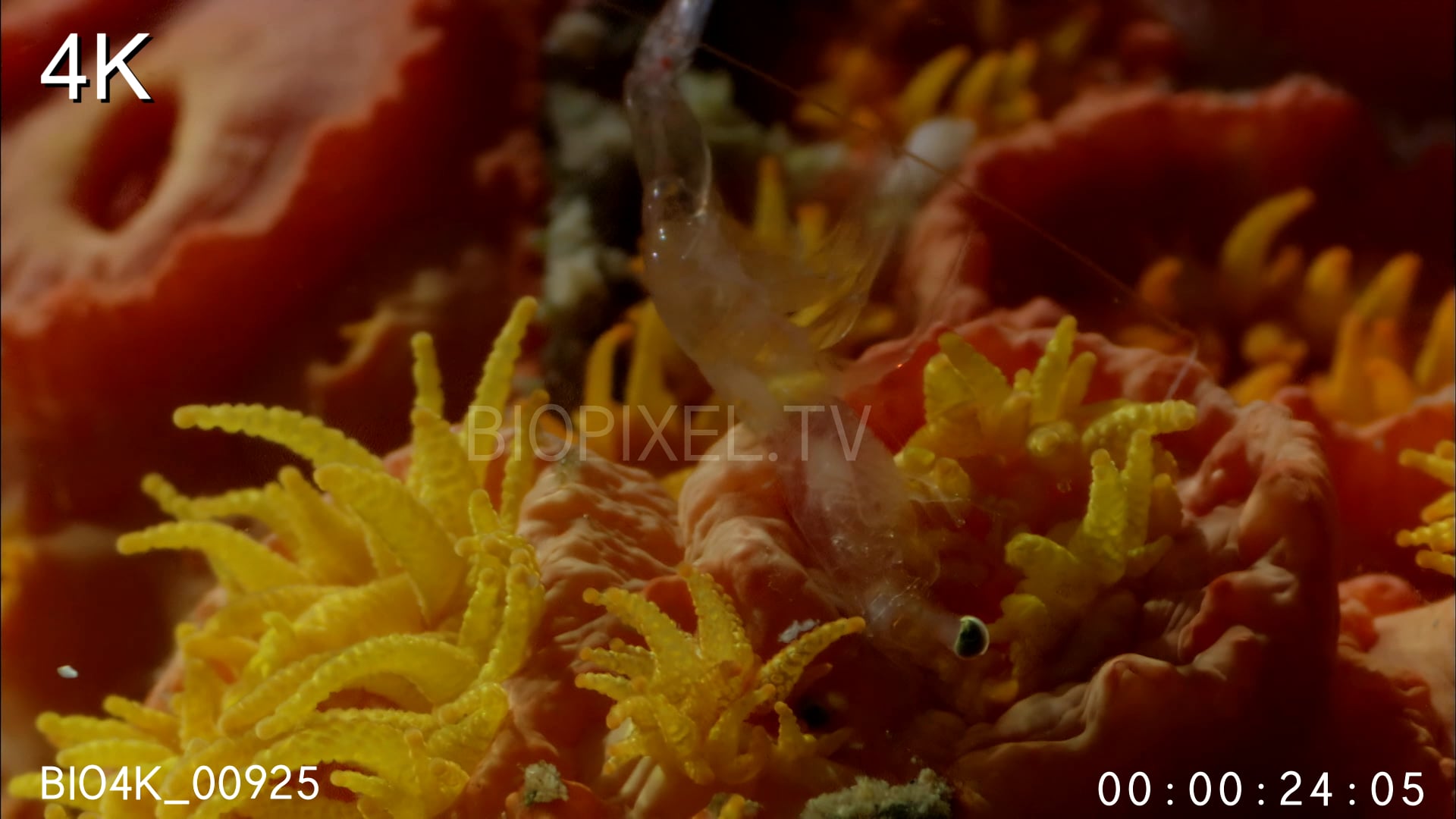 Plankton - Corals feeding on plankton at night 4K 3.mp4 on Vimeo