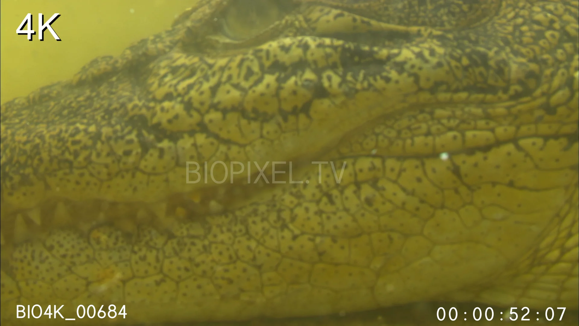 4K Crocodiles - Salt water crocodile in shallow water 4K on Vimeo