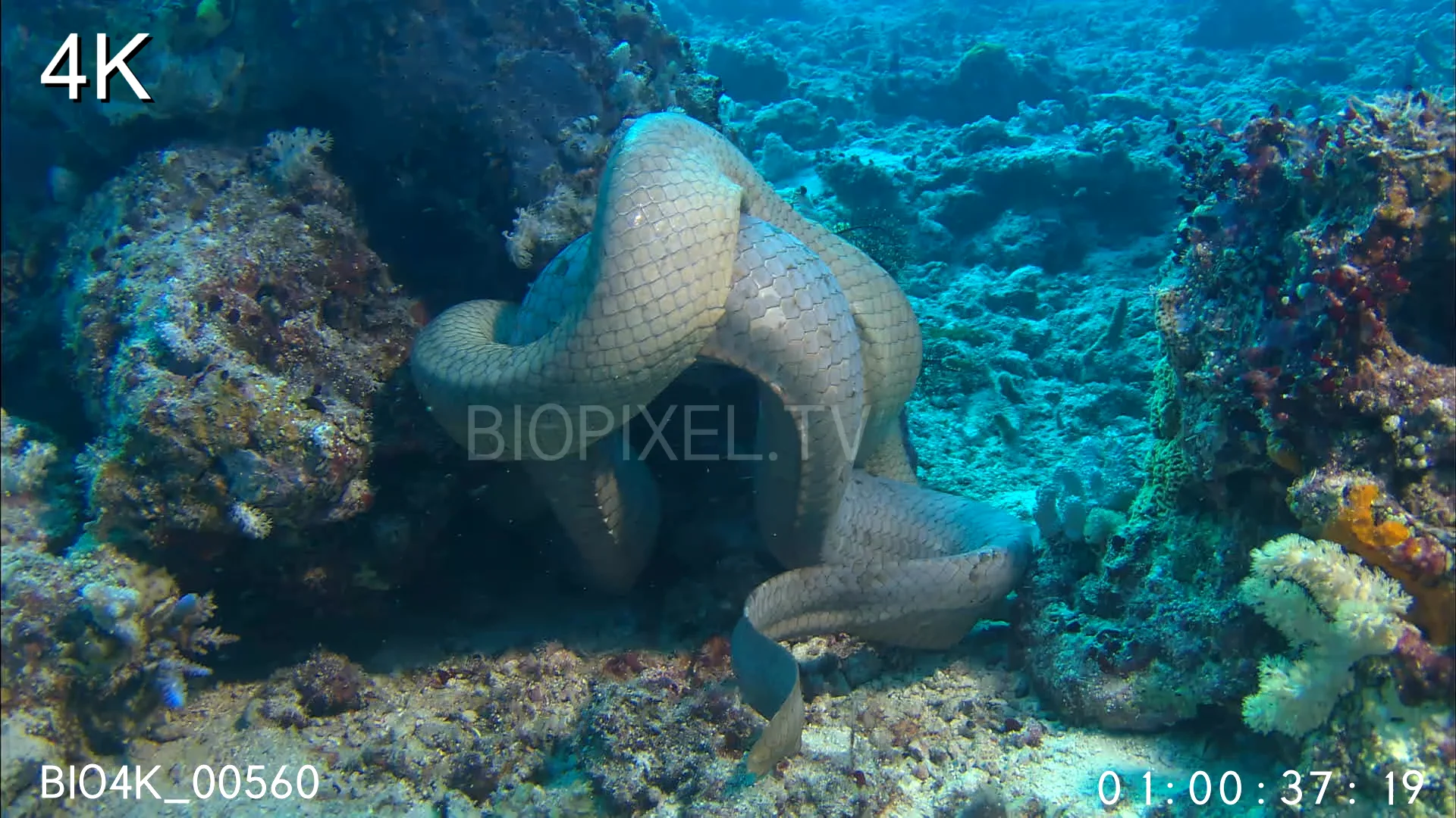 Reproduction - Olive sea snake mating and courtship 4K.mp4 on Vimeo