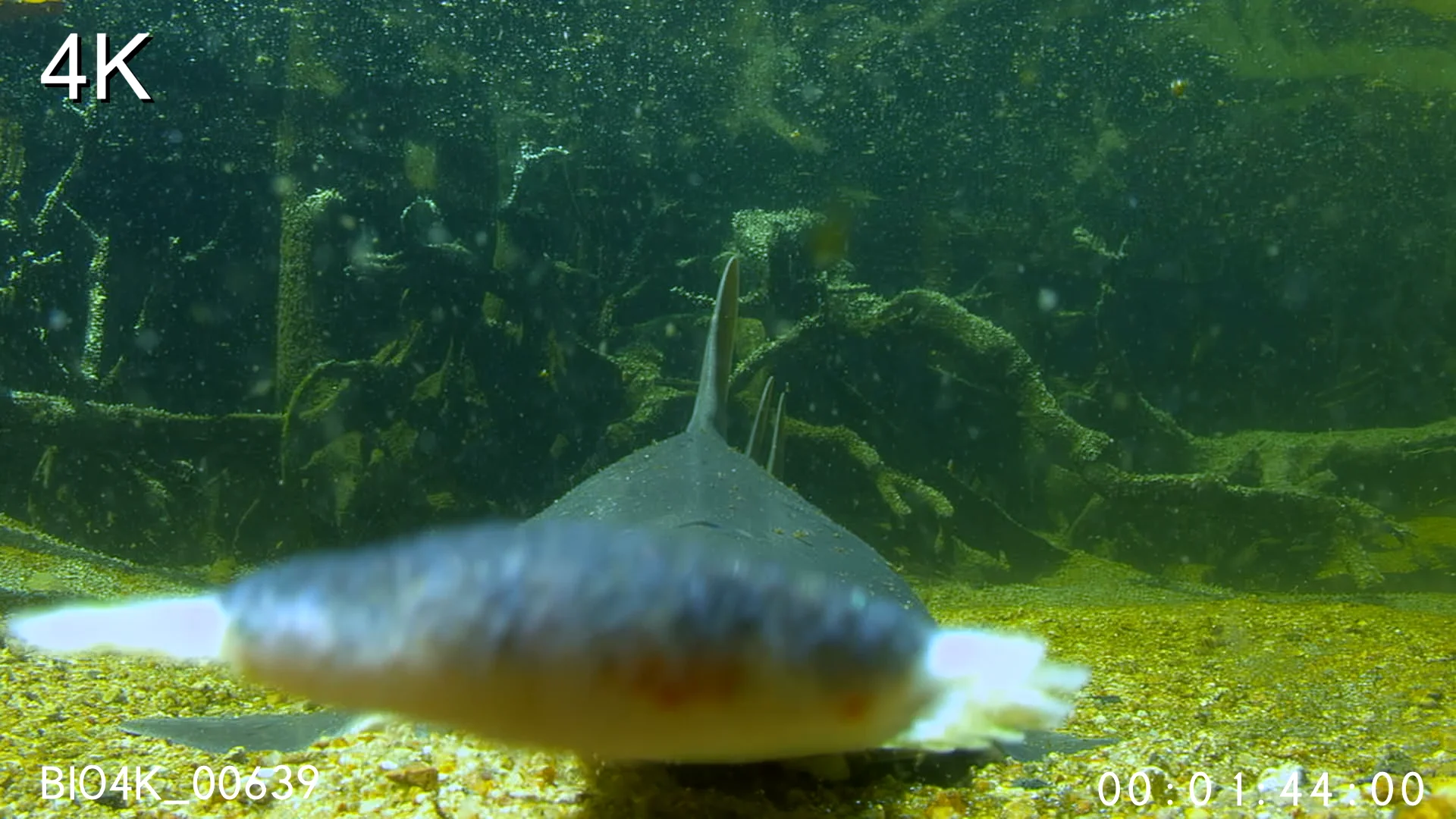 Freshwater Streams and Rivers - Freshwater sawfish hunting and feeding ...