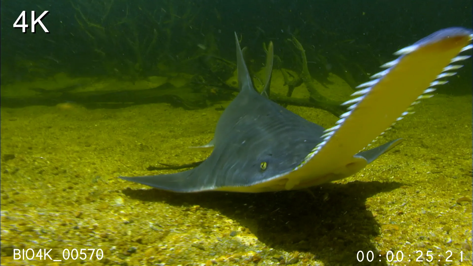 4K Freshwater Streams & Rivers - Freshwater sawfish hunting and feeding ...