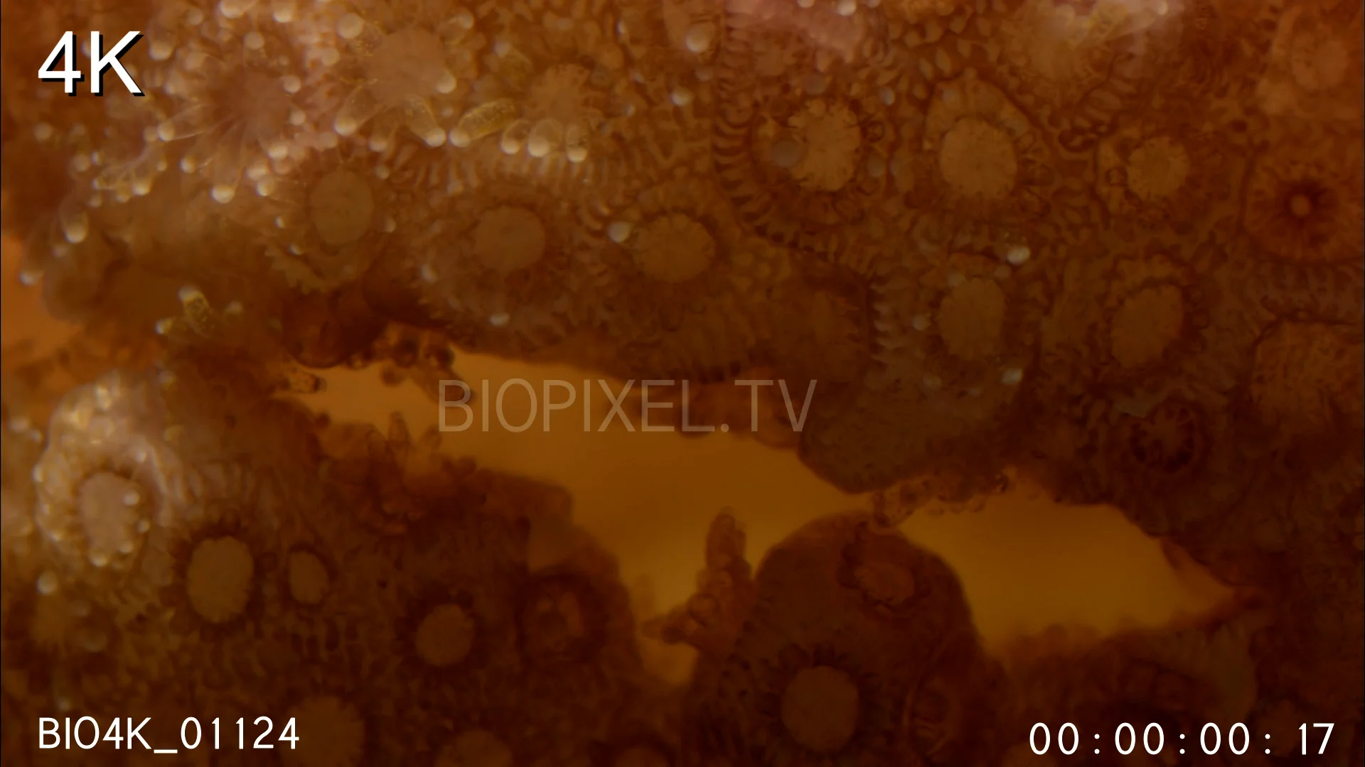 Crustaceans - Gall crab living within coral colony 4K on Vimeo