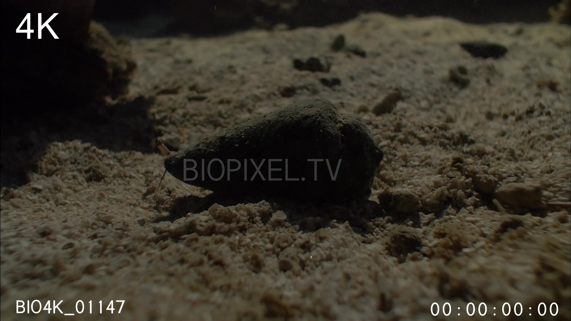 Venomous Animals - Textile cone shell hunting stromb shell 4K 1 on Vimeo