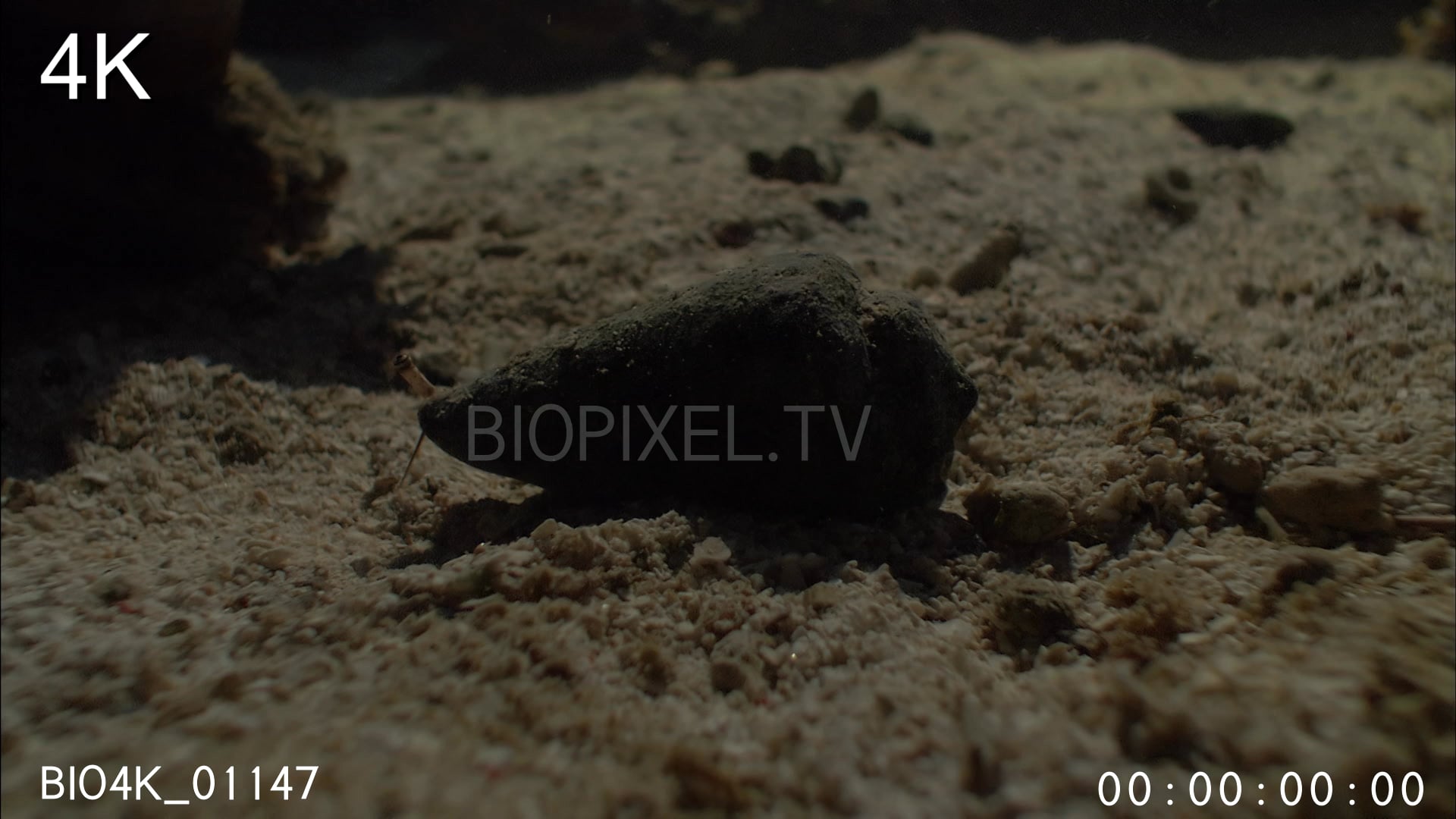 Venomous Animals - Textile cone shell hunting stromb shell 4K 1 on Vimeo