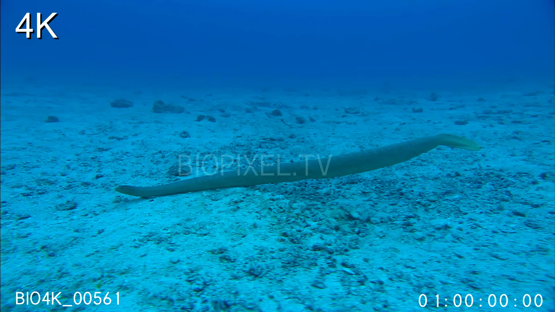 Snakes Olive Sea Snake - Olive sea snake surfacing and breathing 4K on ...