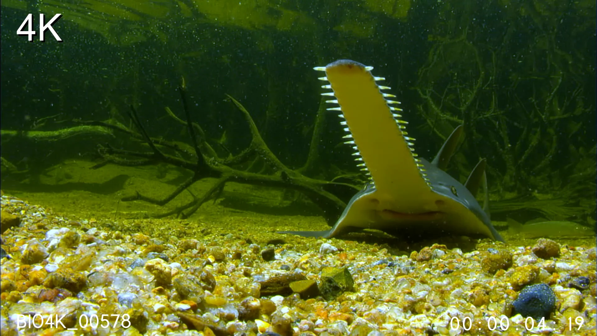 Freshwater sawfish hunting and feeding 4K 2 on Vimeo
