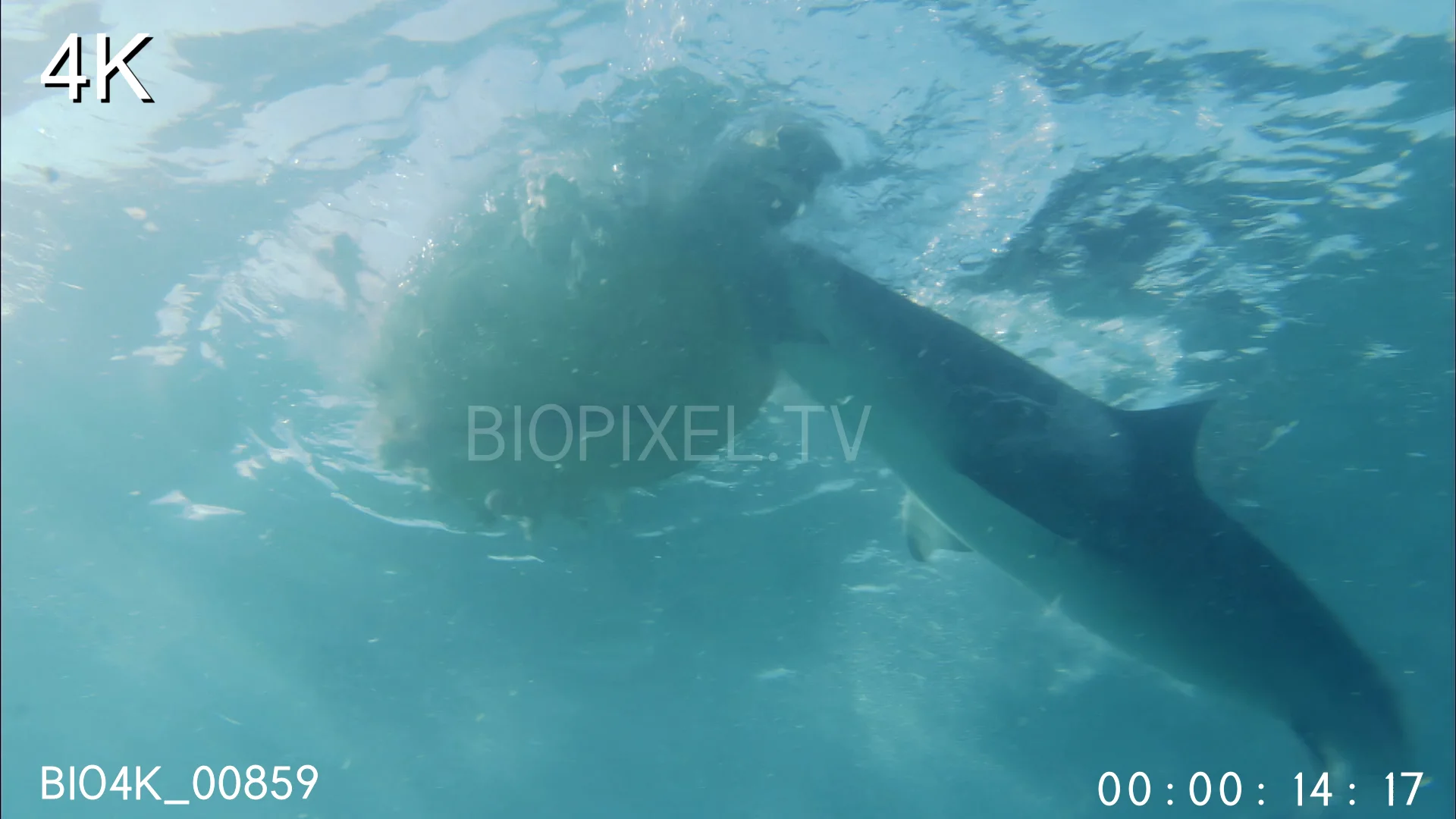 4K Sea Turtles - Tiger shark eating turtle 4K 20.mp4 on Vimeo