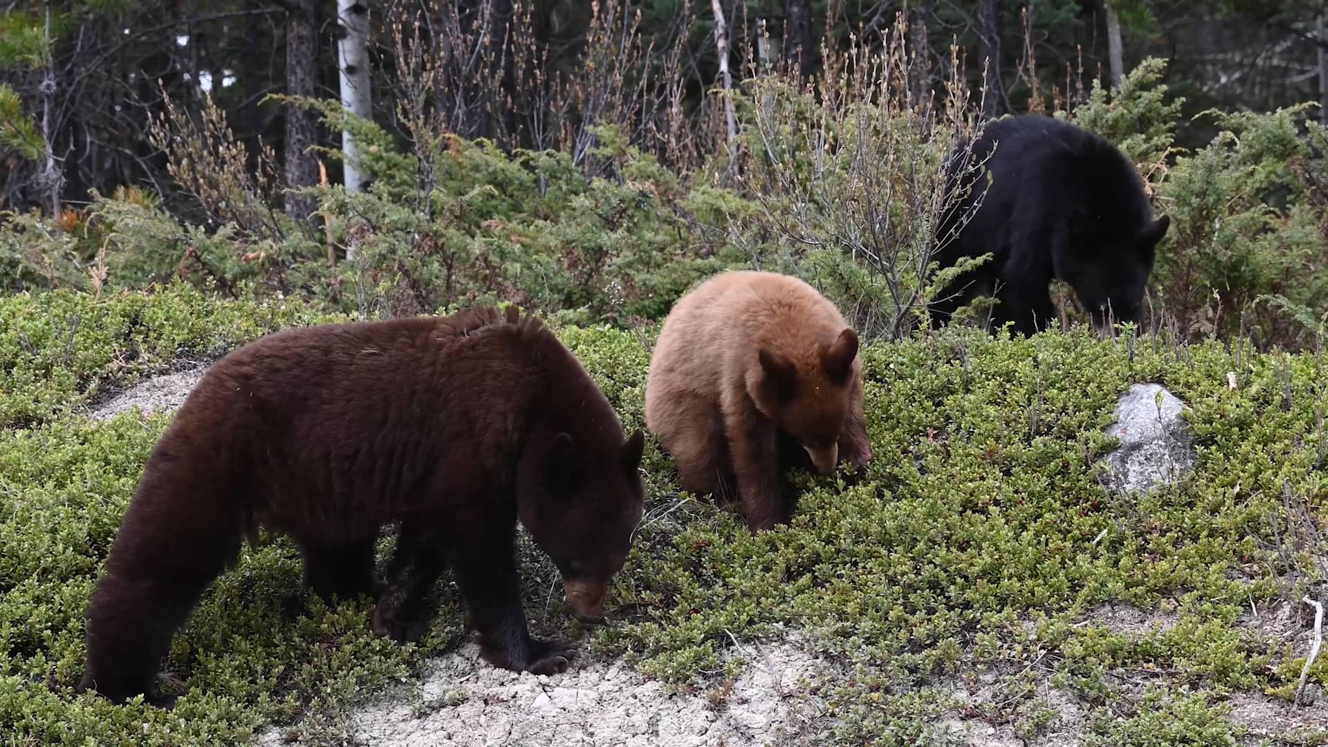 Black Bear on Vimeo
