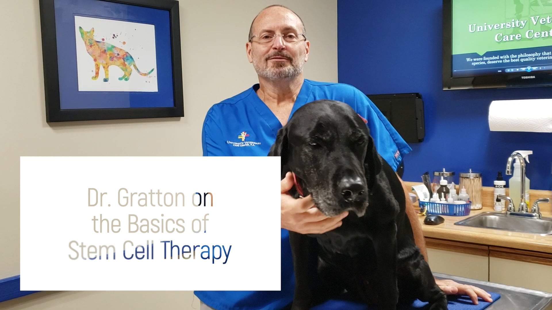 Dr Gratton Explains Stem Cell Therapy | ActiStem | Ardent Animal Health ...