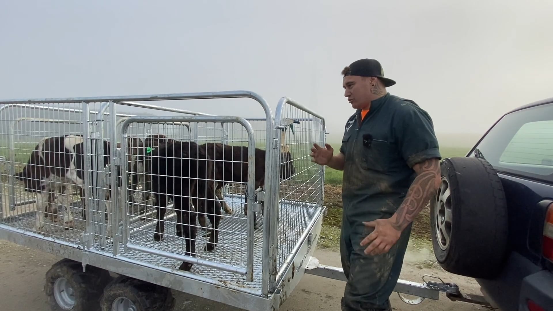 How to safely transport your calves When towing them on Vimeo