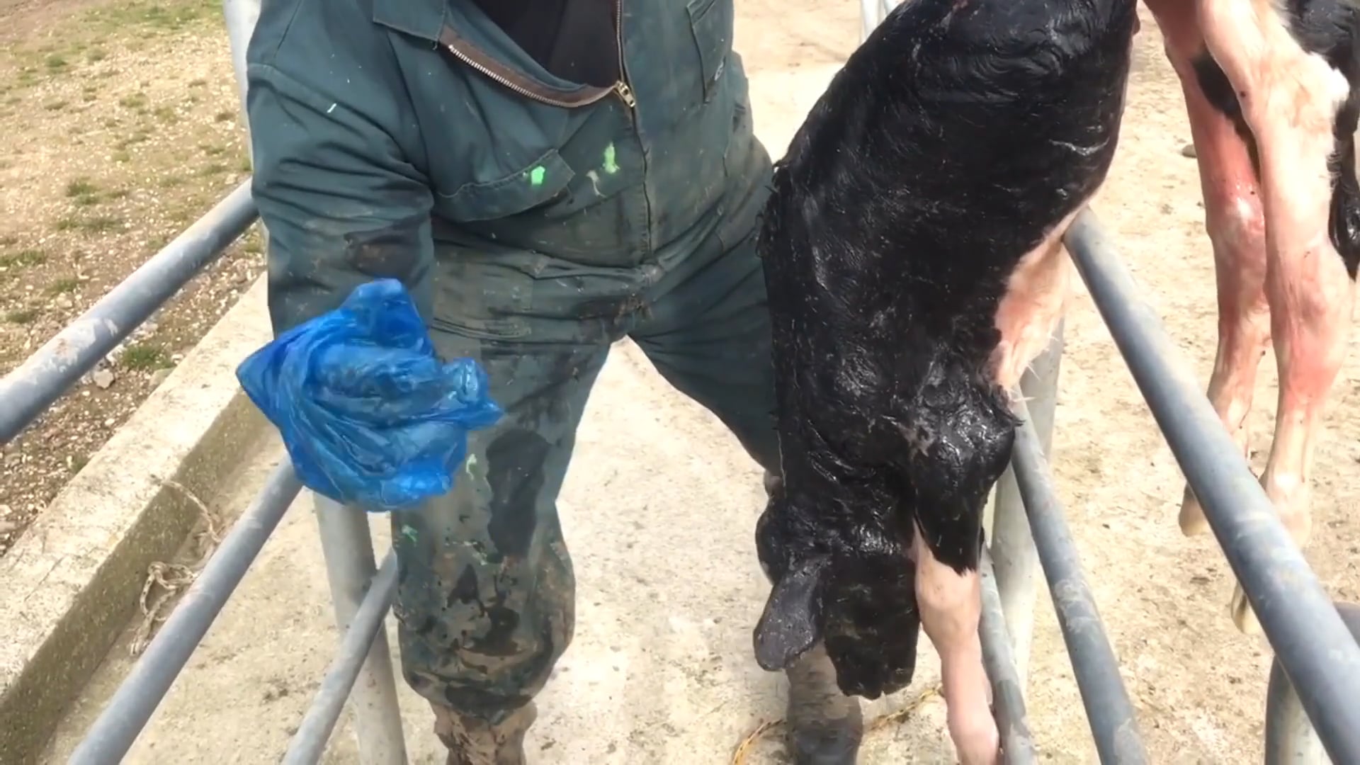 Calving- Breech - Calf revival on Vimeo