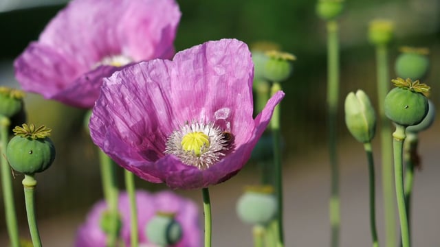 Poppy Beetle Flower - Free video on Pixabay