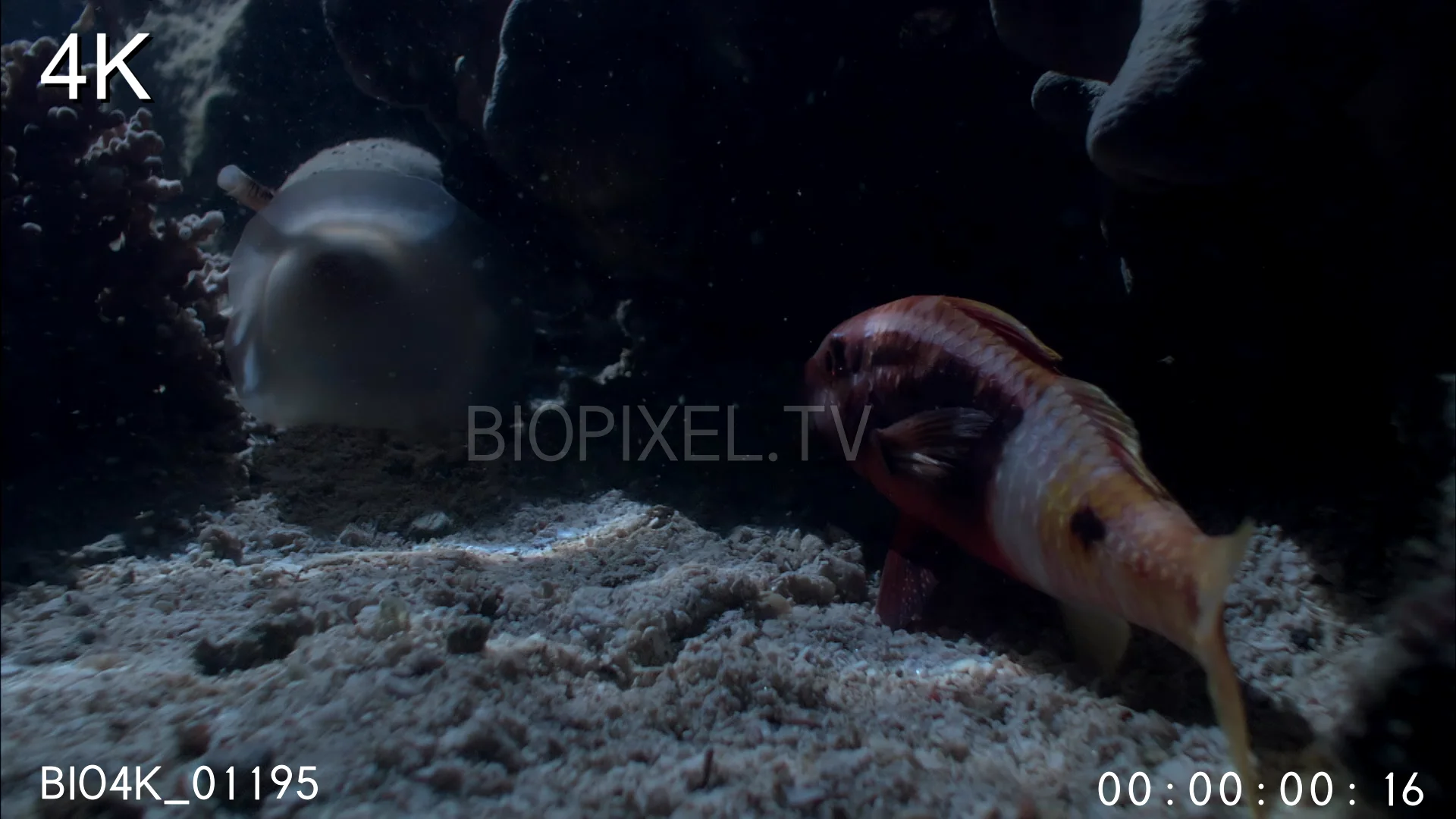 4K Molluscs Shells - Geographus cone shell eating goat fish 4K 4.mp4 on ...