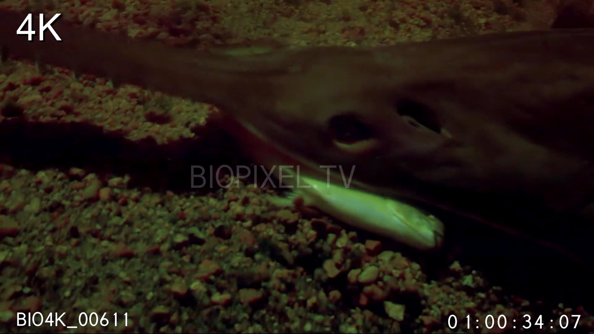 Freshwater Streams and Rivers - Freshwater sawfish hunting and feeding ...