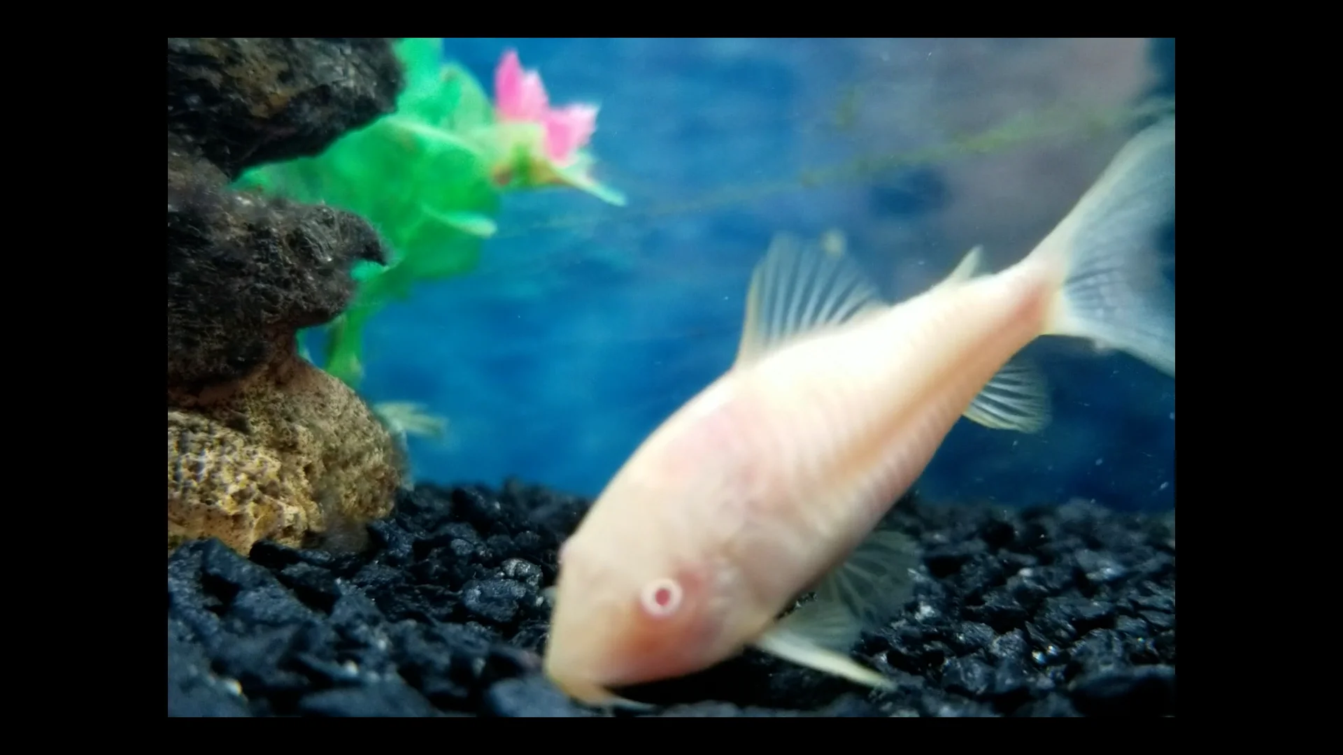 Rough draft on Vimeo