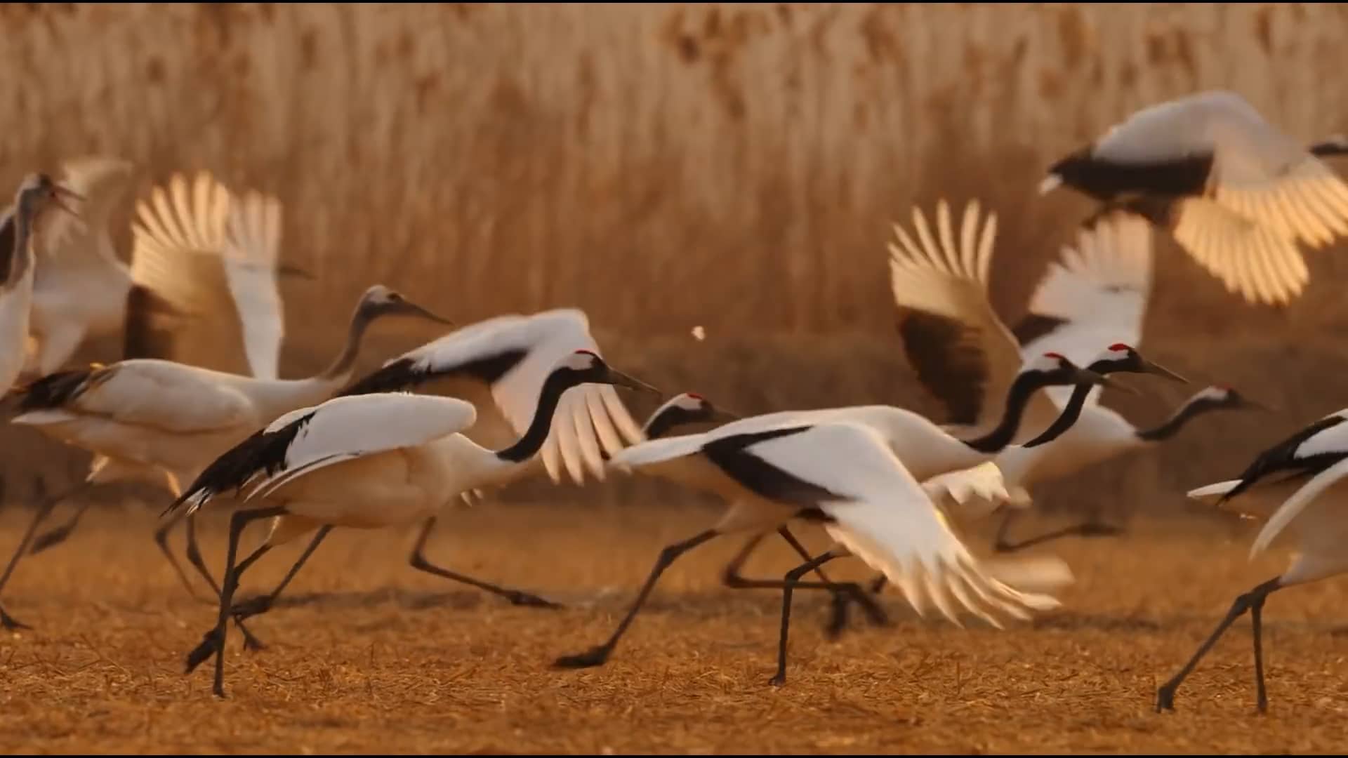 Beautiful nature life ️ on Vimeo