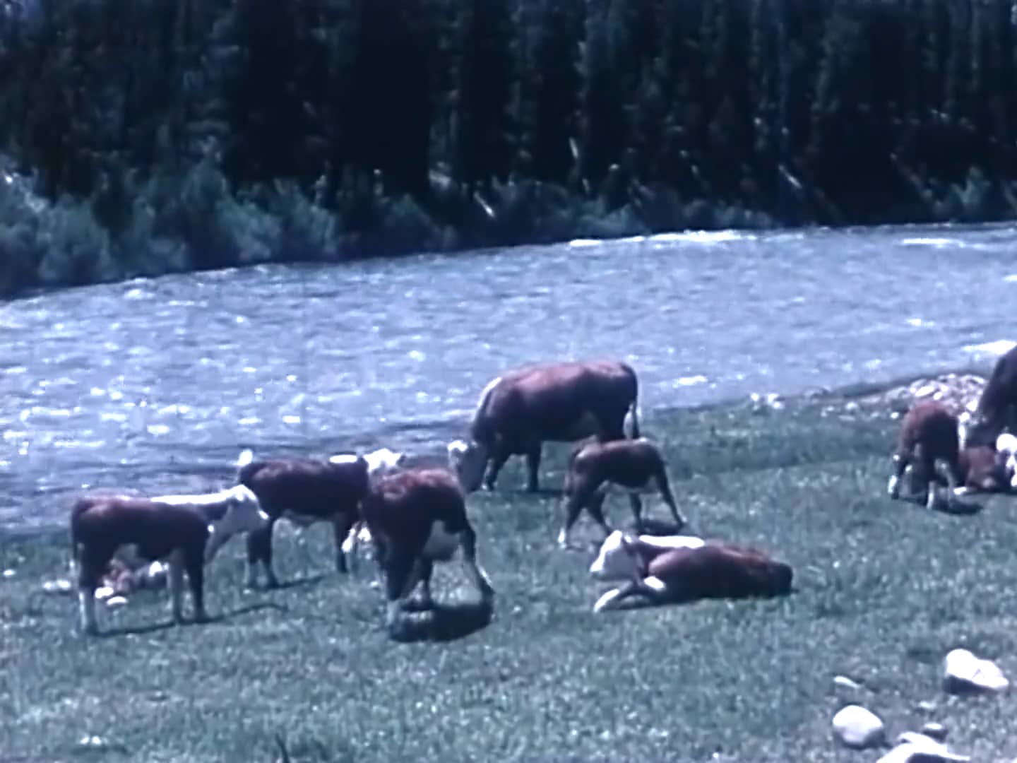 Beef Rings the Bell ~ 1960 Union Pacific Railroad on Vimeo