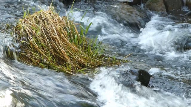 Water, Grass, Nature. Free Stock Video - Pixabay