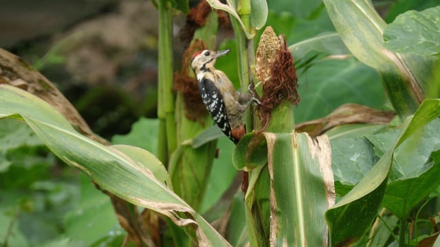 Bird Woodpecker Corn - Free video on Pixabay