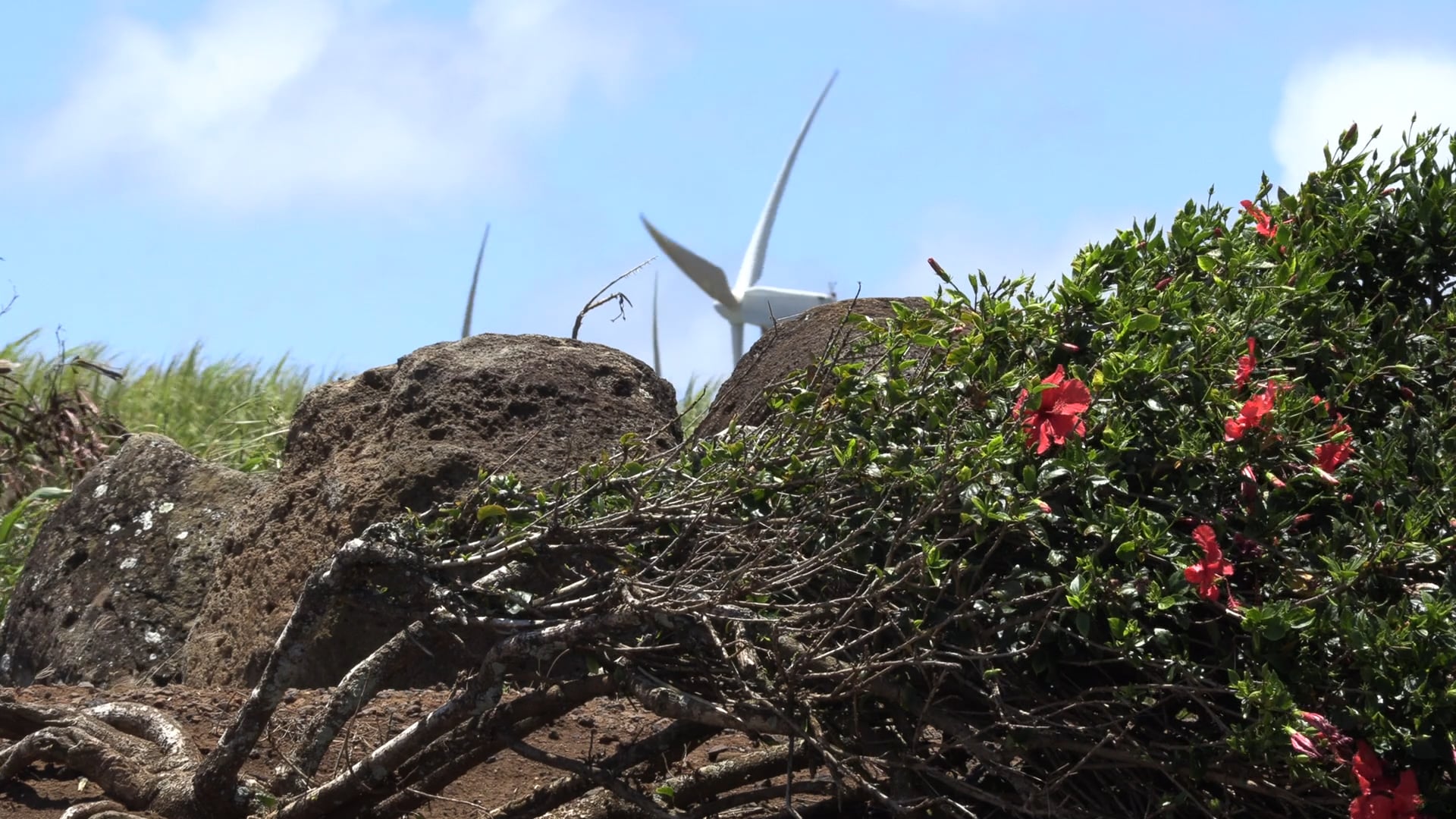 Wind Farm-Hawi Demonstration 7-20-22 on Vimeo