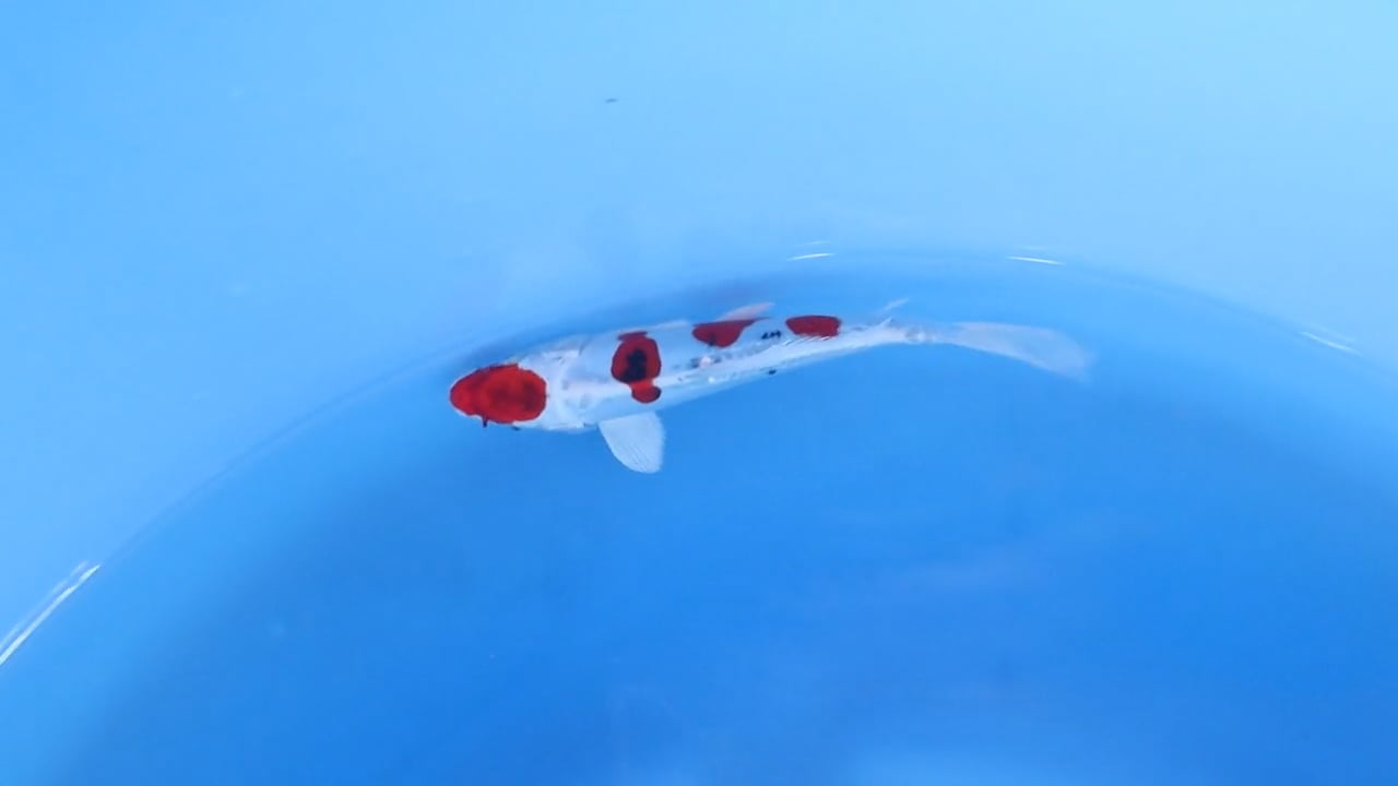 Alle Koi Veilingen - Nr. 1 Koi Veiling - Onlinekoiveiling.nl