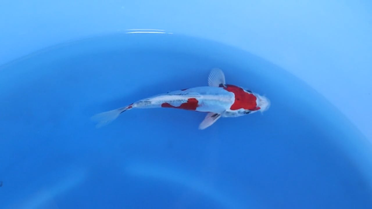 Alle Koi Veilingen - Nr. 1 Koi Veiling - Onlinekoiveiling.nl