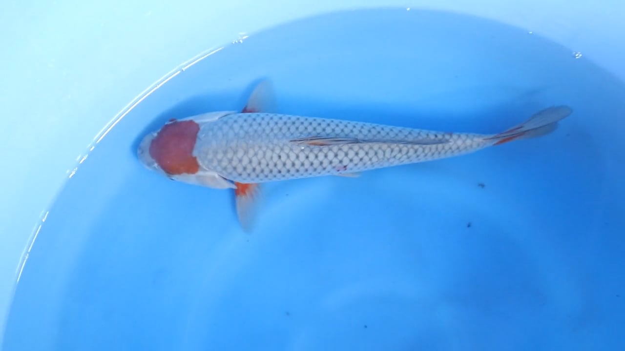 Alle Koi Veilingen - Nr. 1 Koi Veiling - Onlinekoiveiling.nl