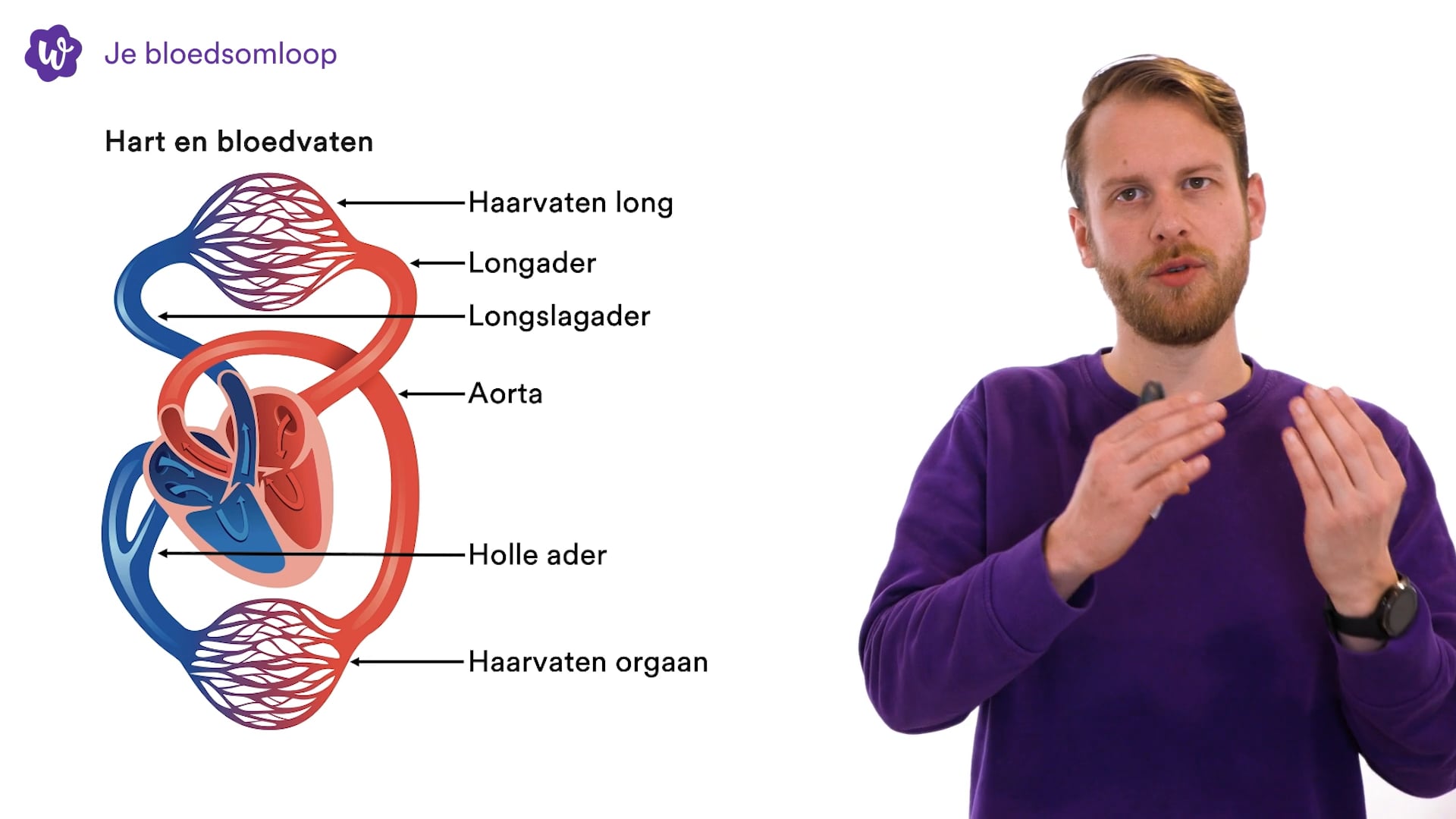 Je bloedsomloop (Nectar) oefenen | StudyGo