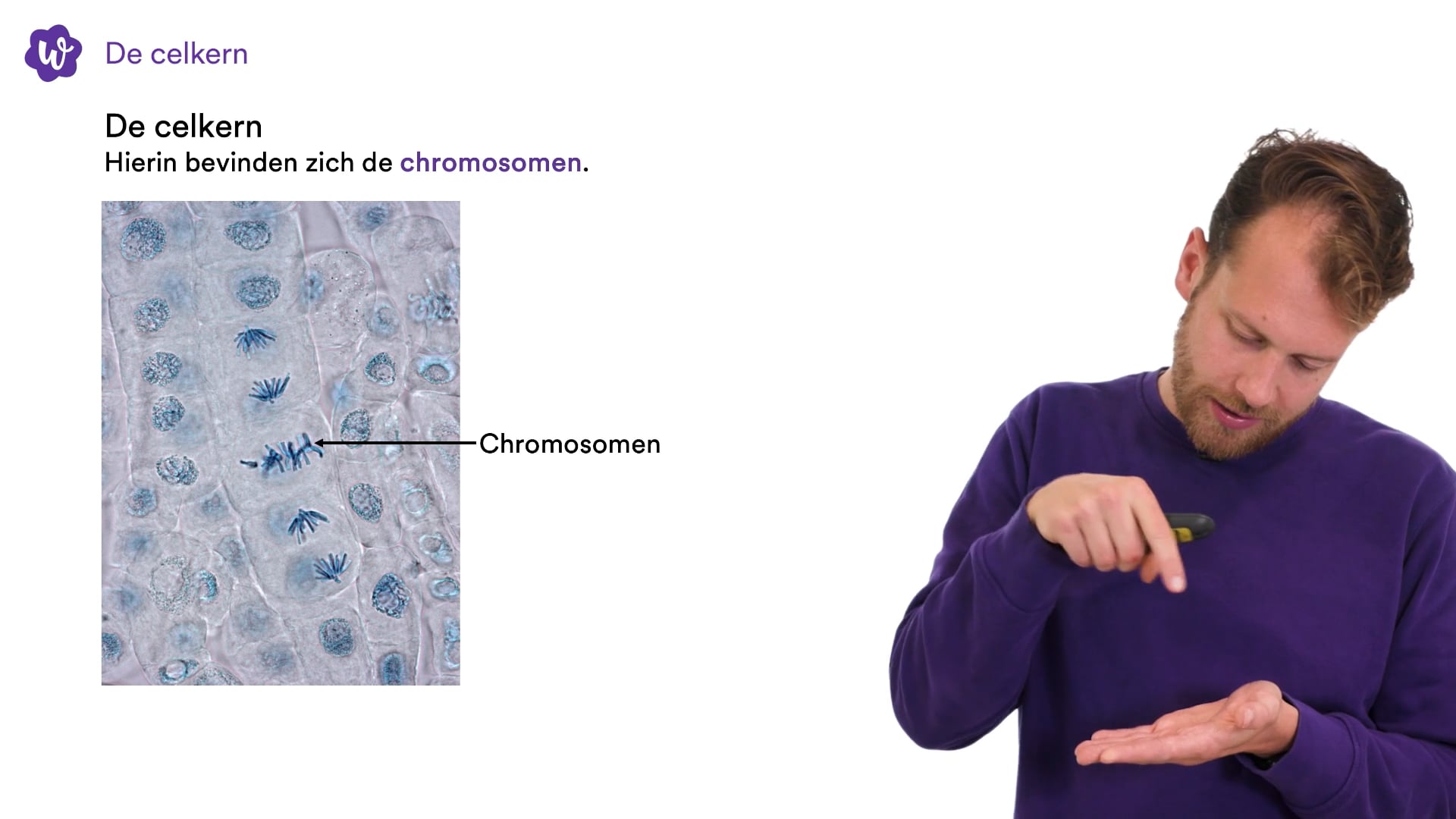 Celdeling oefenen | StudyGo