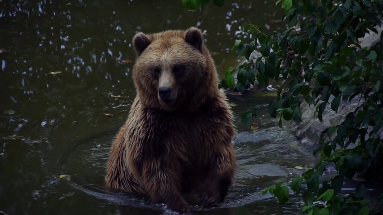 Brown Bear -.mp4 on Vimeo