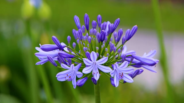 Flower, Lili Of The Nile, Purple. Free Stock Video - Pixabay