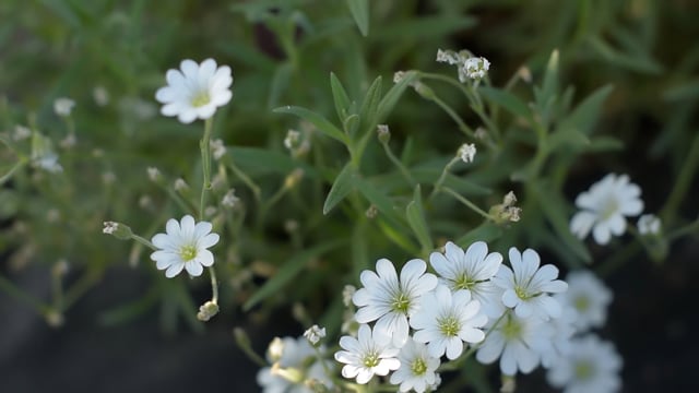 Flowers Green Spring - Free video on Pixabay