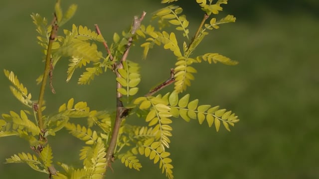 Tree, Young, Leaves. Free Stock Video - Pixabay