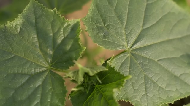 Cucumber Leaves Greenhouse Free Stock Video - Pixabay