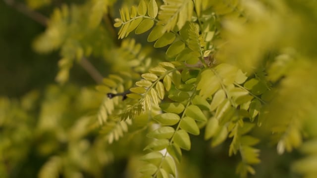 Tree, Leaves, Yellow. Free Stock Video - Pixabay