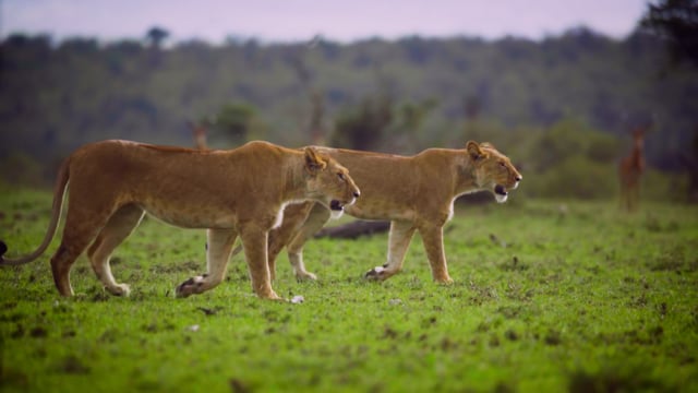 Barry Milne channel on Vimeo