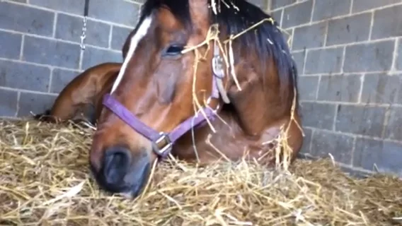 Resting horse on Vimeo