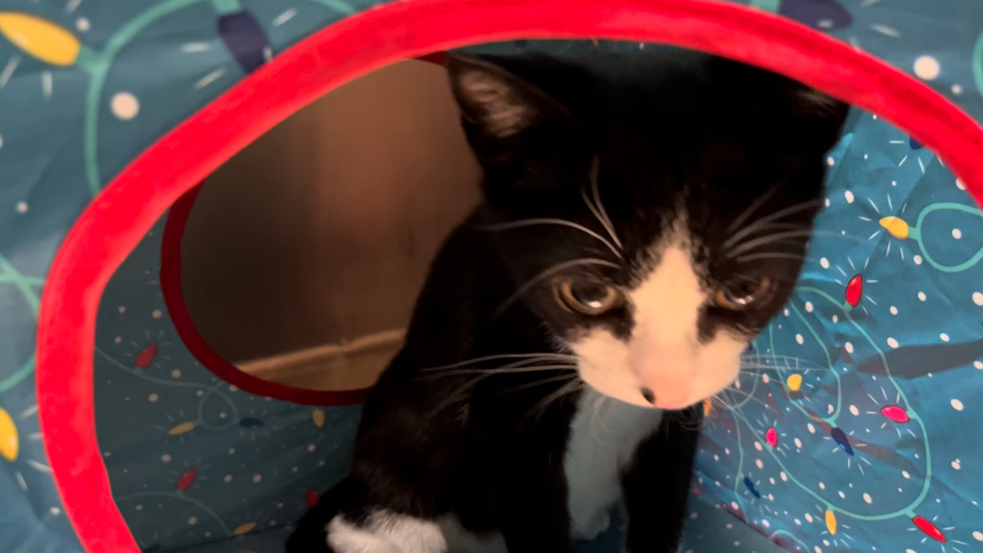 IMG_1663.MOV on Vimeo