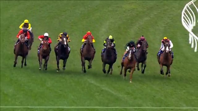 I Am Invincible - Stallion | Breednet