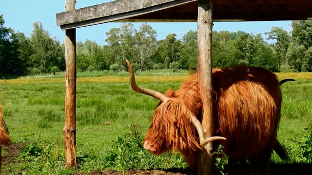 Highlander Cattle Animal - Free video on Pixabay