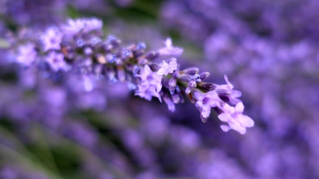 Flower Lavender Purple - Free video on Pixabay