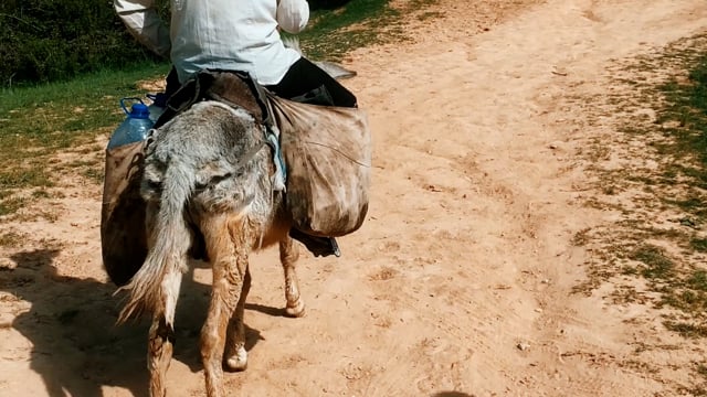 Donkey Mountains Rider - Free video on Pixabay