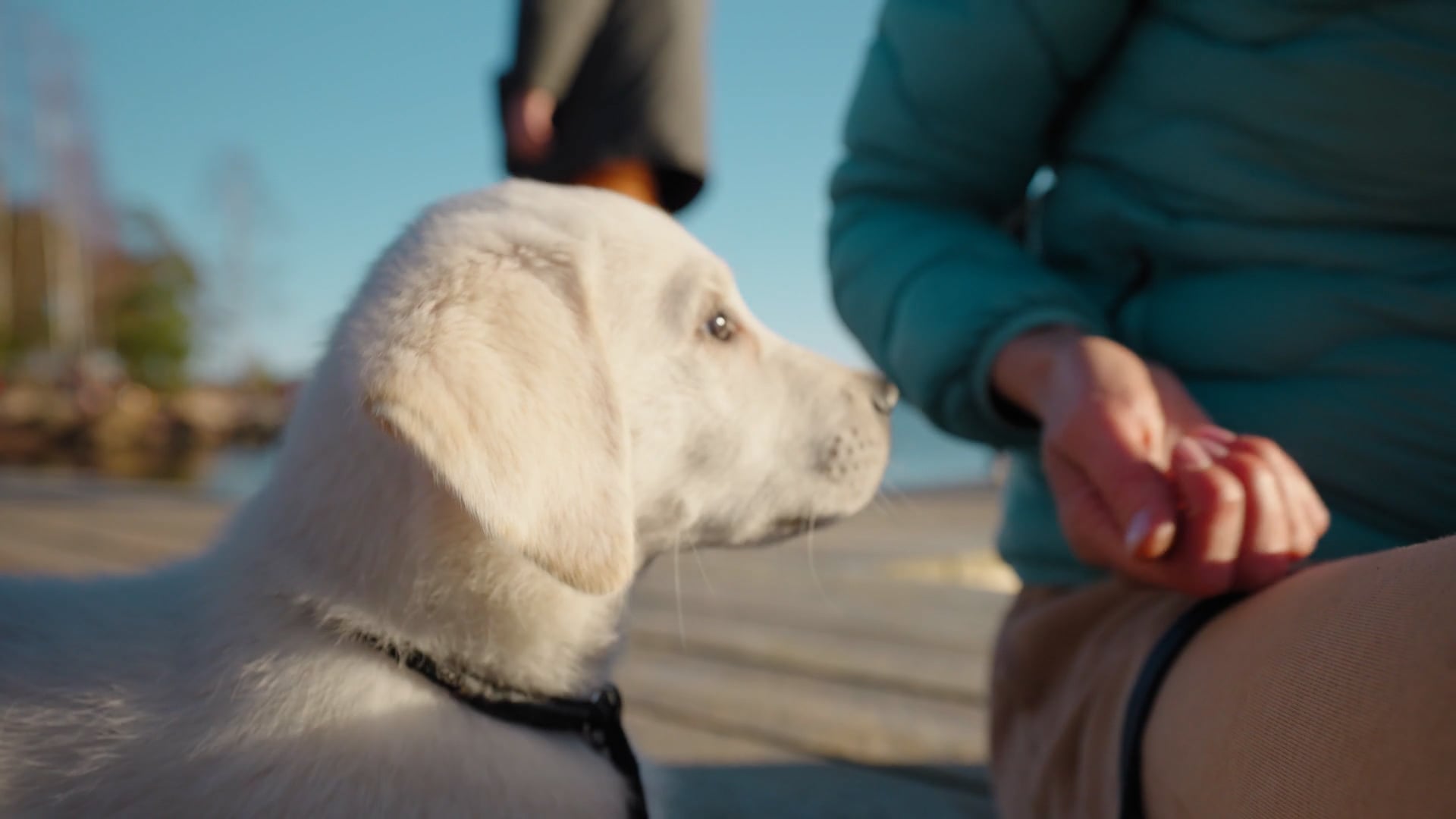 Professional Dog Trainer | Scout Dog Training