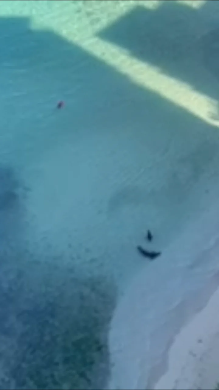 Kaimana Monk Seal Attack, July 24, 2022 on Vimeo