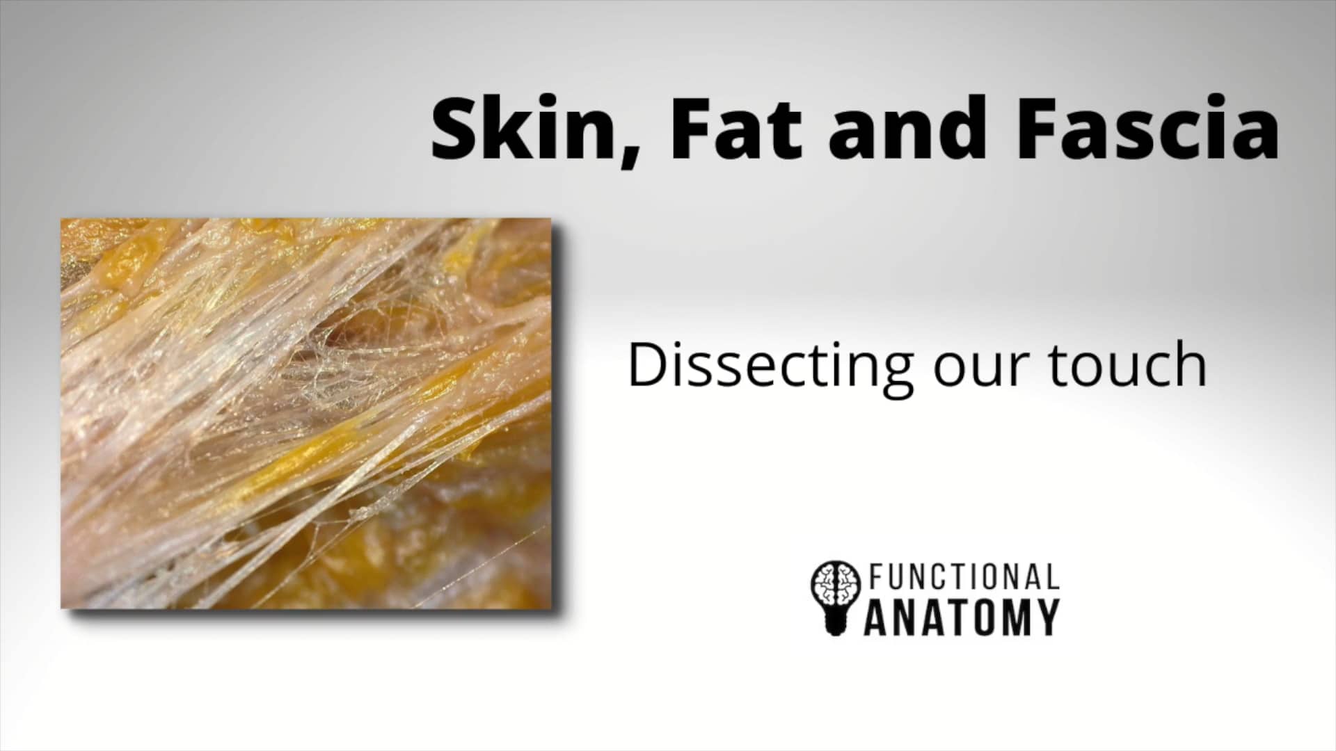 Skin and Superficial Fascia on Vimeo