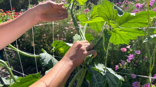 Hortonova Flower Netting | Best Flower Site