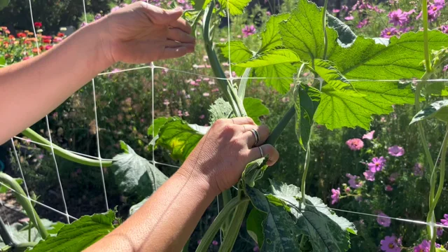 Hortonova Flower Netting Uk | Best Flower Site