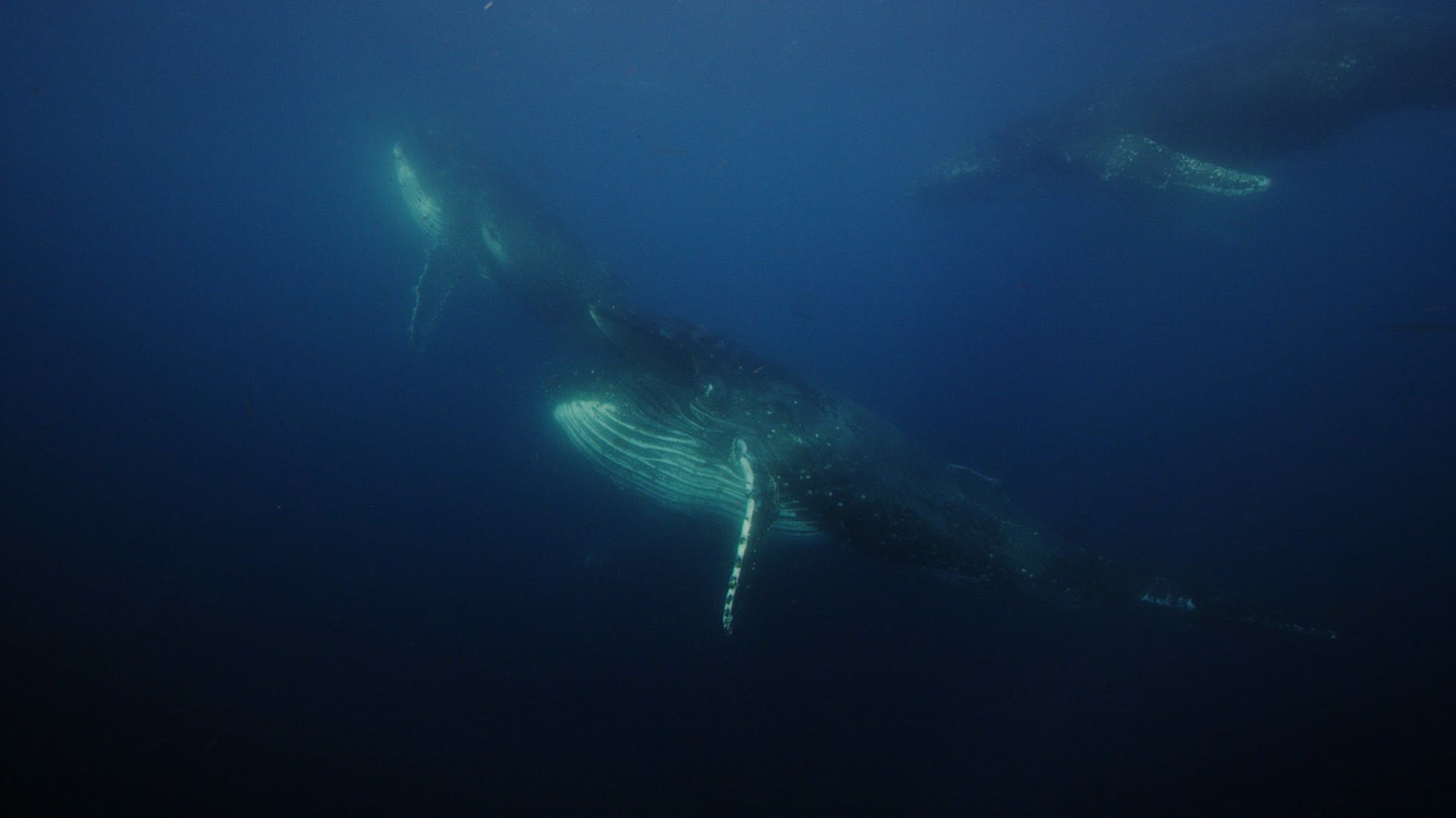 Humpback Whale Eating Krill