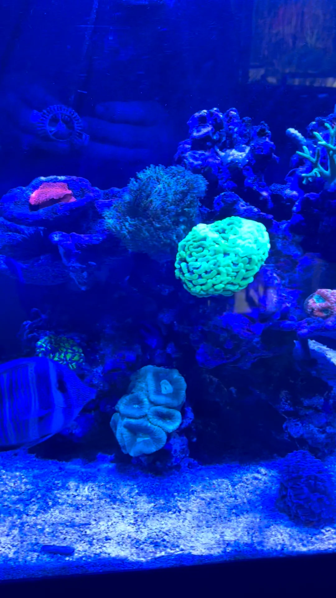4ft 300L Reef Aquarium on Vimeo
