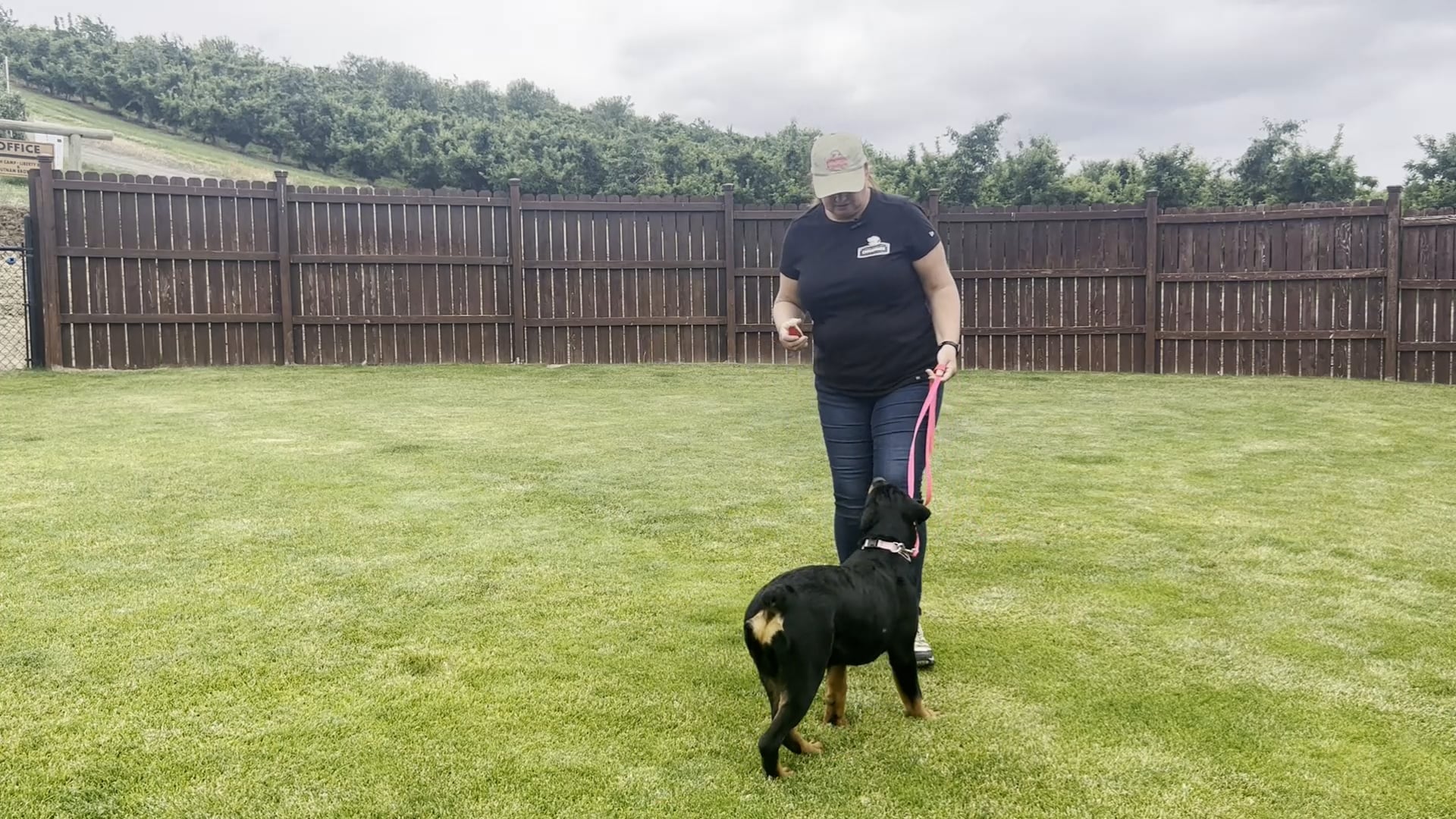 Teaching the _Drop_ Command_ Collar Technique on Vimeo